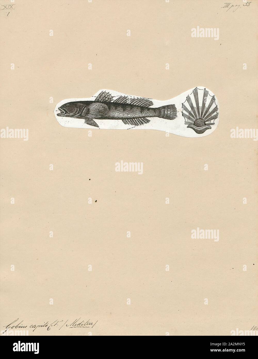 Gobius capito, Print, 1700-1880 Stock Photo - Alamy