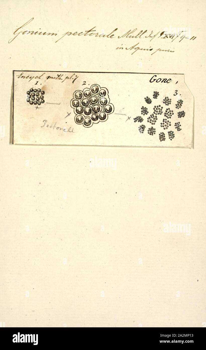 Gonium pectorale, Print, Gonium is a genus of colonial algae, a member ...