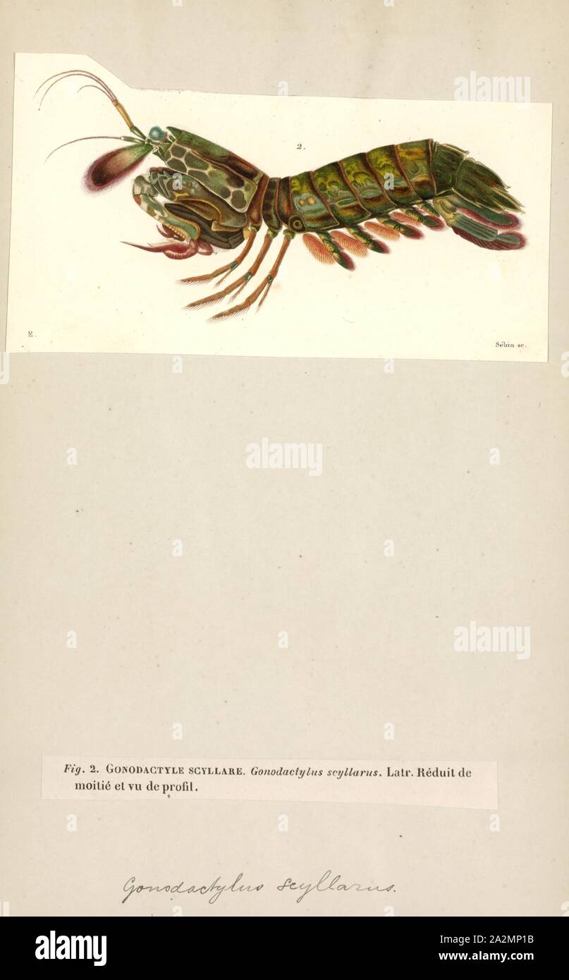 Gonodactylus High Resolution Stock Photography and Images - Alamy