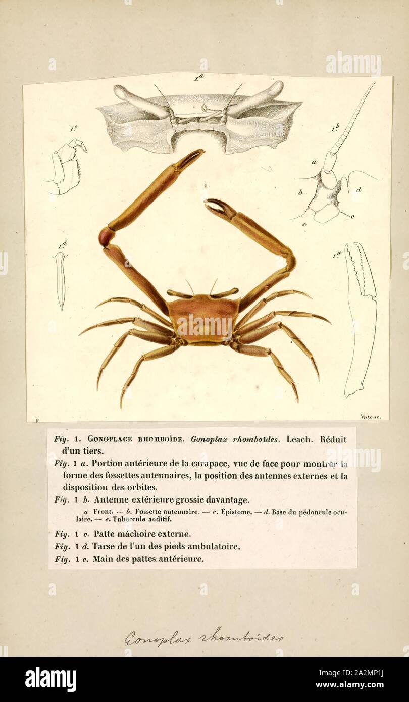 Gonoplax rhomboides hi-res stock photography and images - Alamy