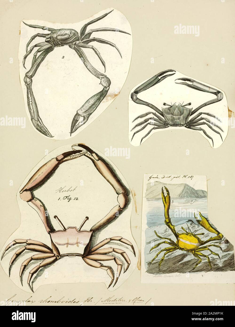 Gonoplax rhomboides hi-res stock photography and images - Alamy