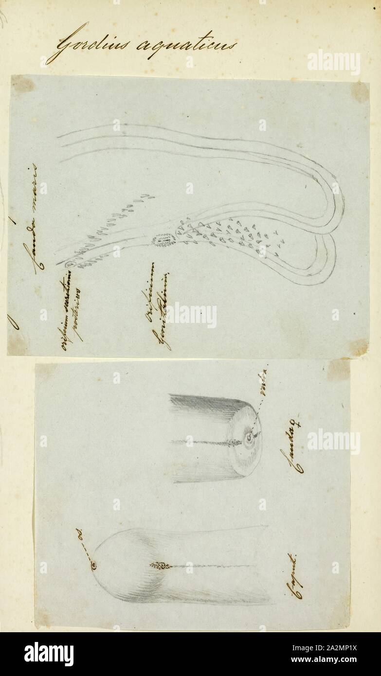 Gordius aquaticus, Print, Hairworm Stock Photo - Alamy