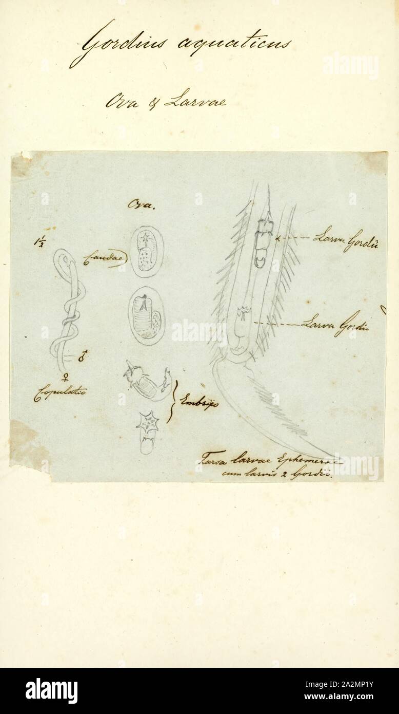 Gordius aquaticus hi-res stock photography and images - Alamy