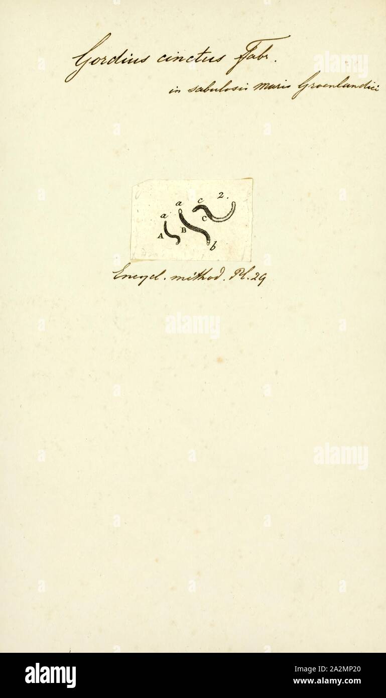 Cinctus hi-res stock photography and images - Alamy