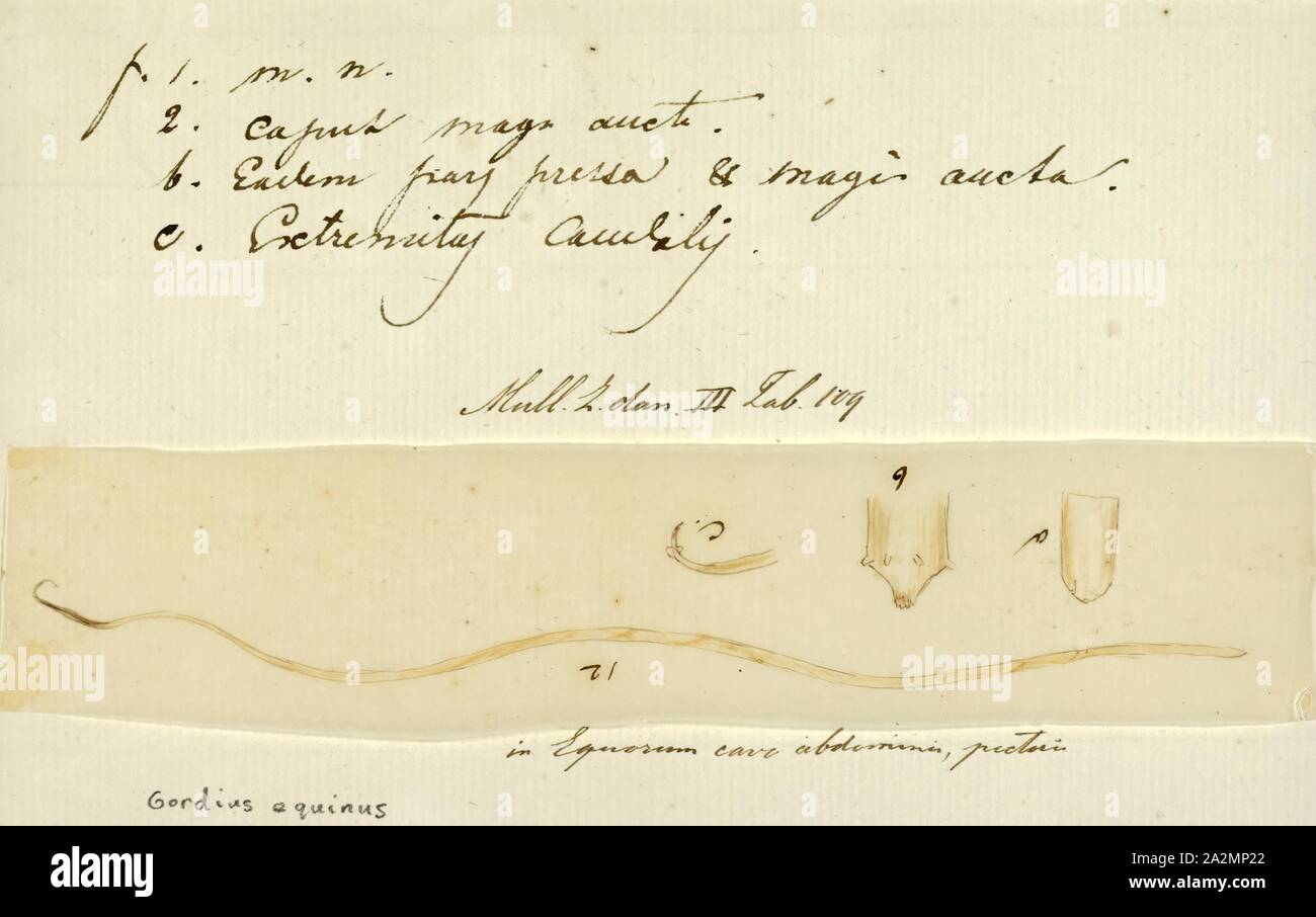 Gordius hi-res stock photography and images - Alamy