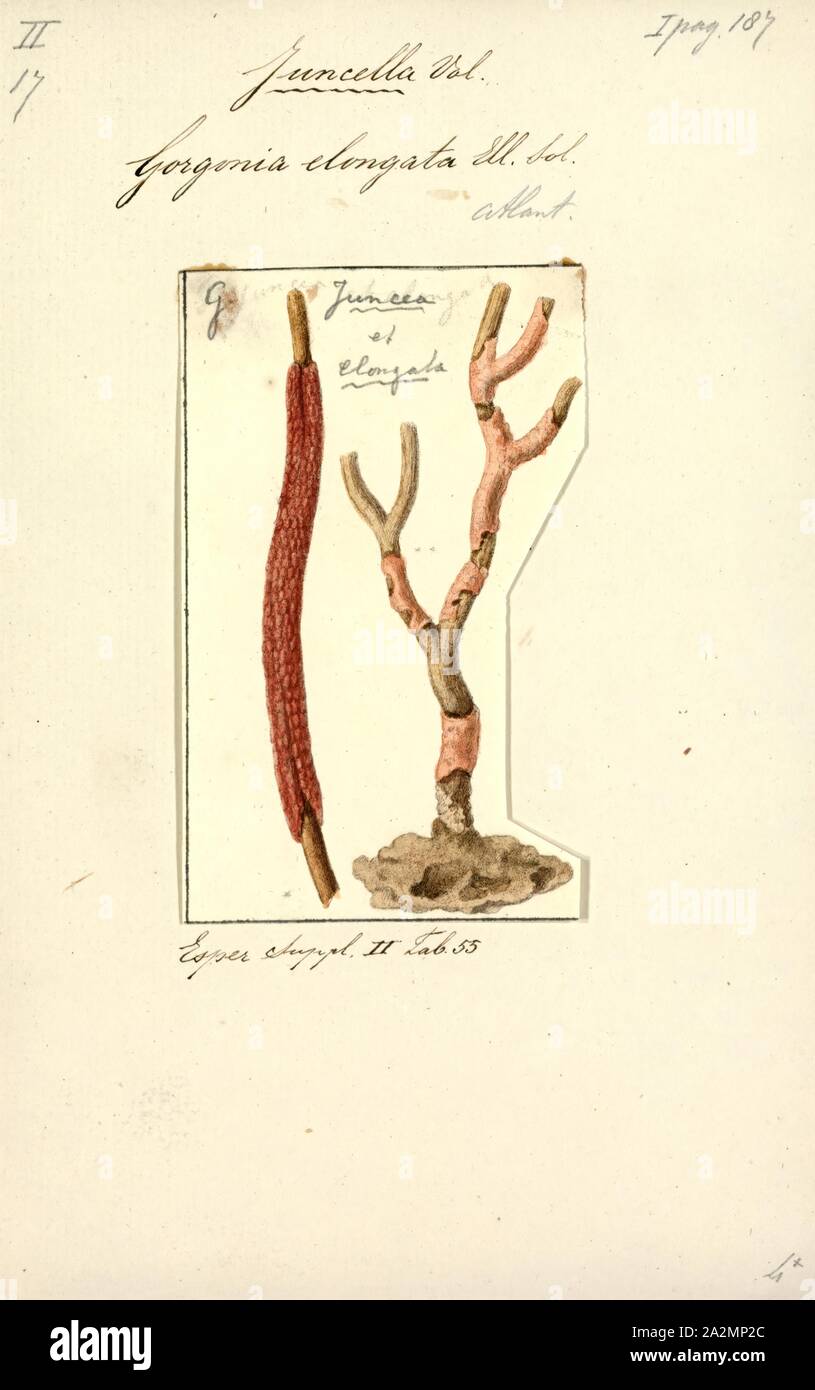 Gorgonia elongata hi-res stock photography and images - Alamy