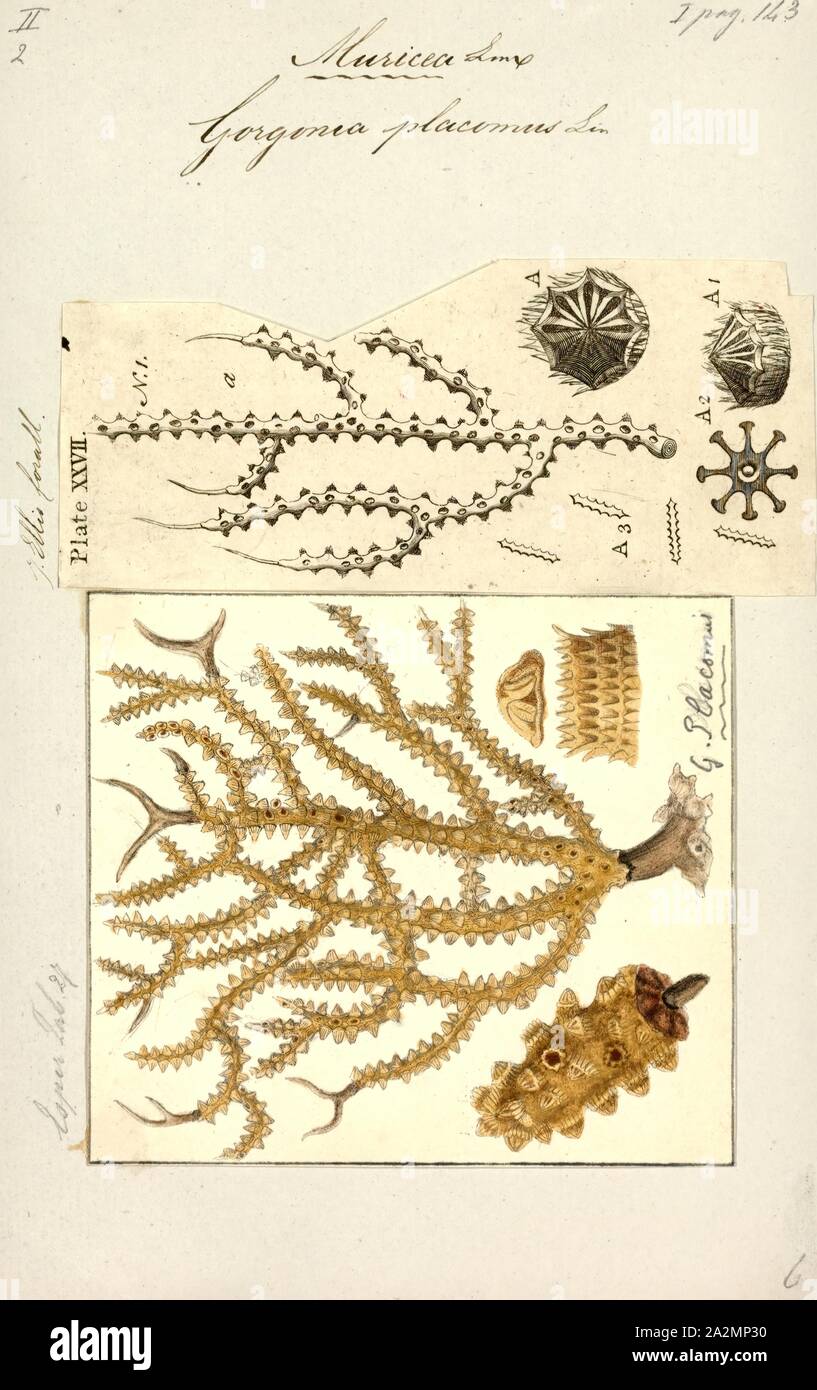 Gorgonia placomus, Print, Gorgonia is a genus of soft corals, sea fans ...