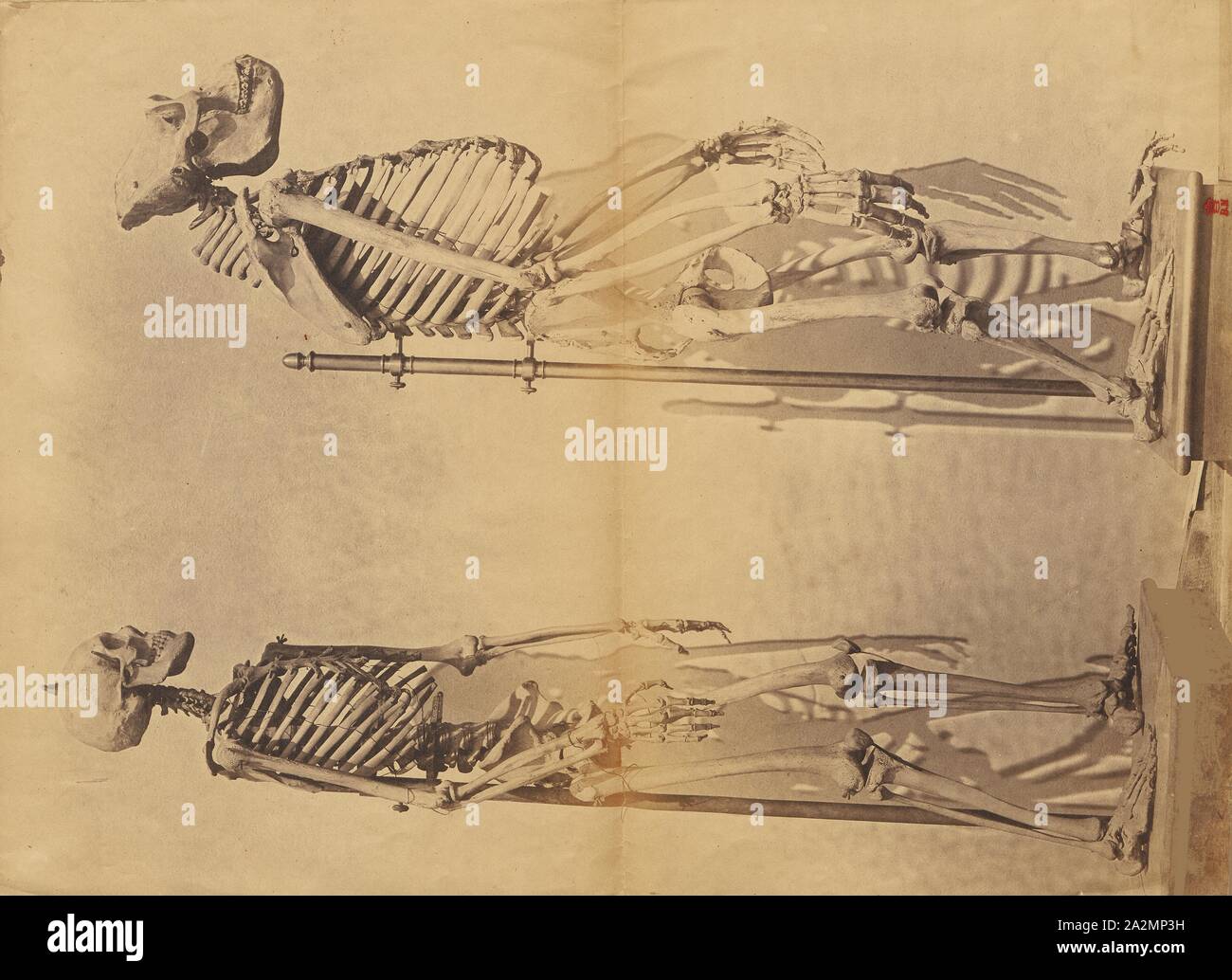 Gorilla spec., Print, Gorilla unknown, skeleton Stock Photo - Alamy