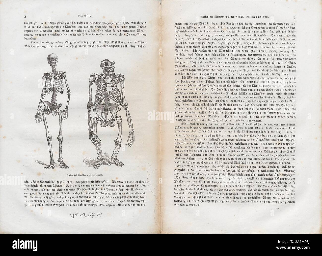 Gorilla spec., Print, Gorilla unknown, skeleton Stock Photo - Alamy