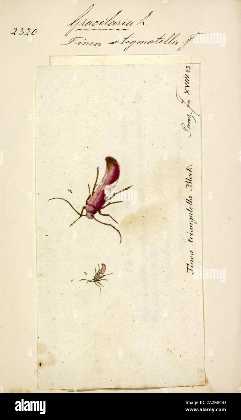 Gracilaria hi-res stock photography and images - Alamy