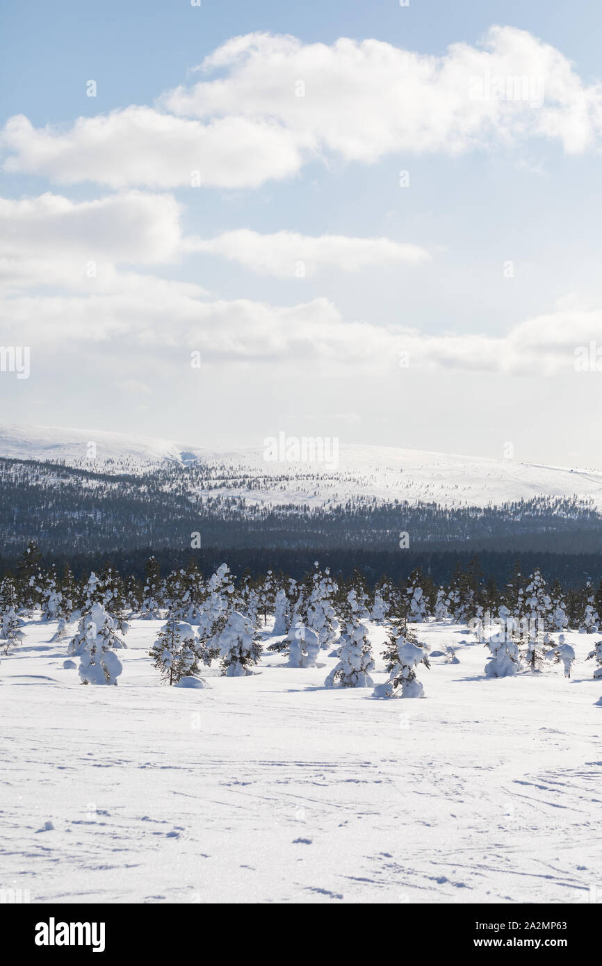 Crown snow-load at the trees at the Lapland Stock Photo - Alamy