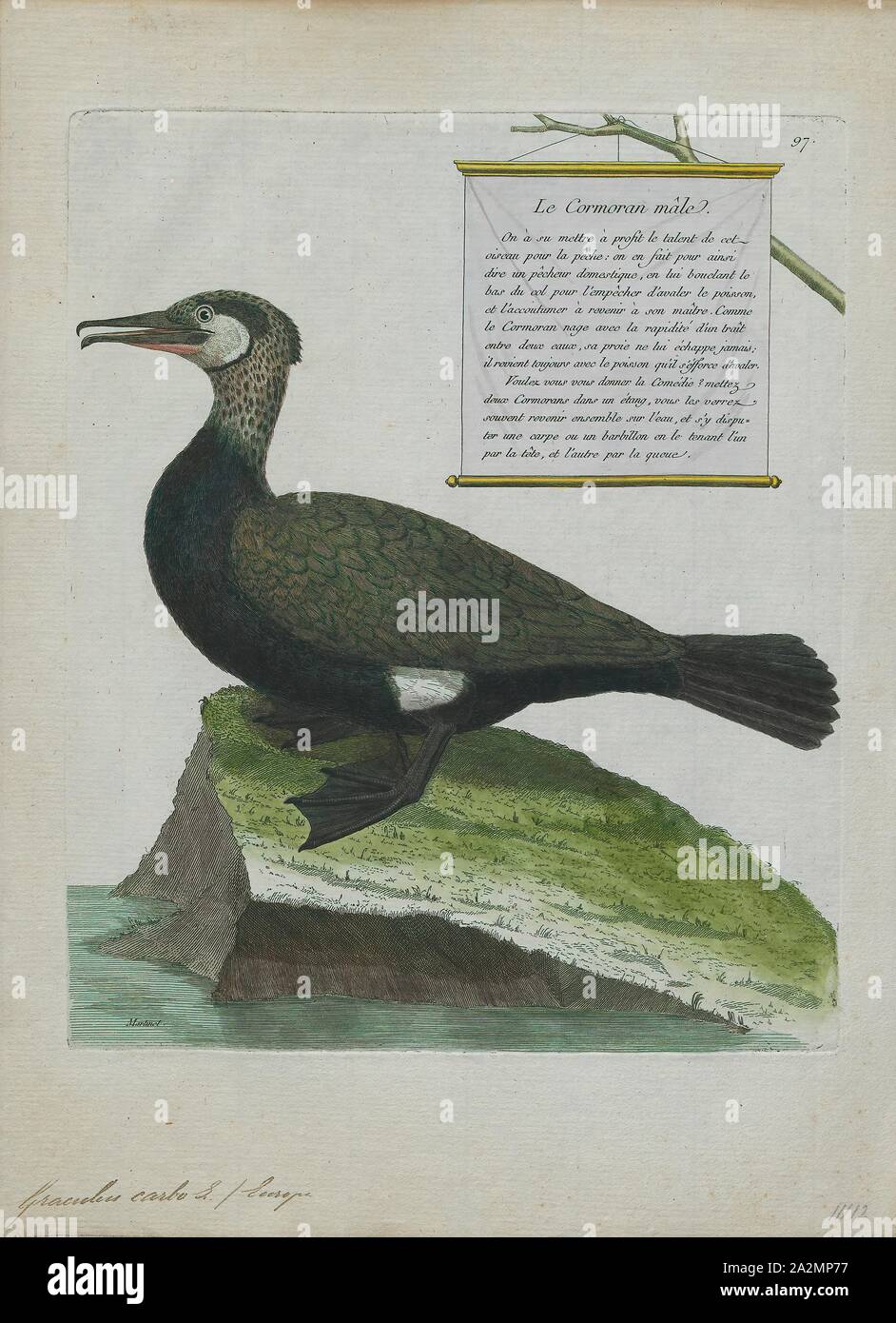 Graculus carbo hi-res stock photography and images - Alamy