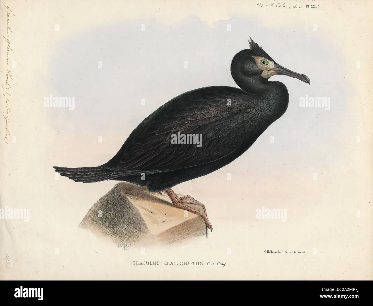 Graculus glaucus hi-res stock photography and images - Alamy