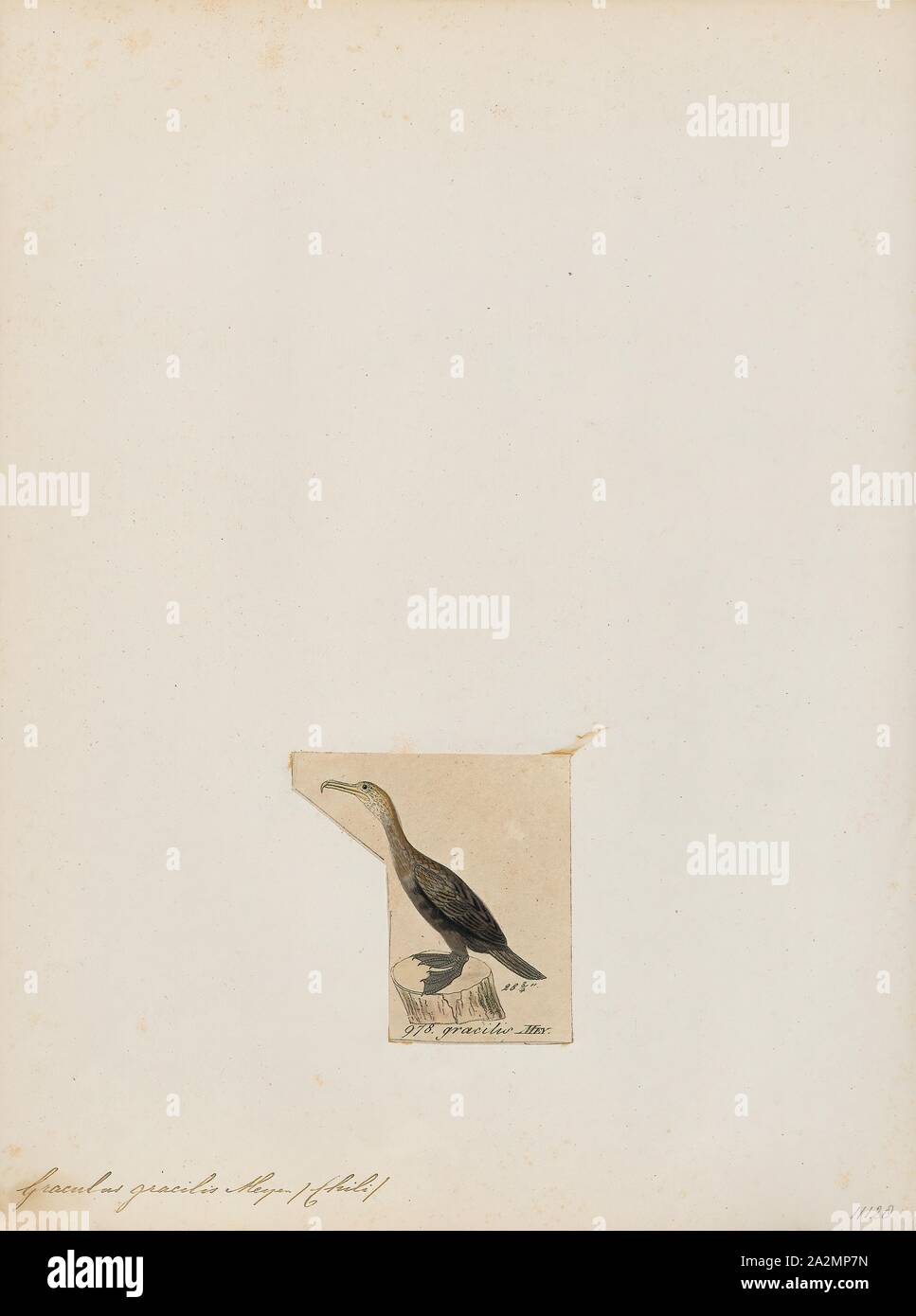 Graculus gracilis hi-res stock photography and images - Alamy