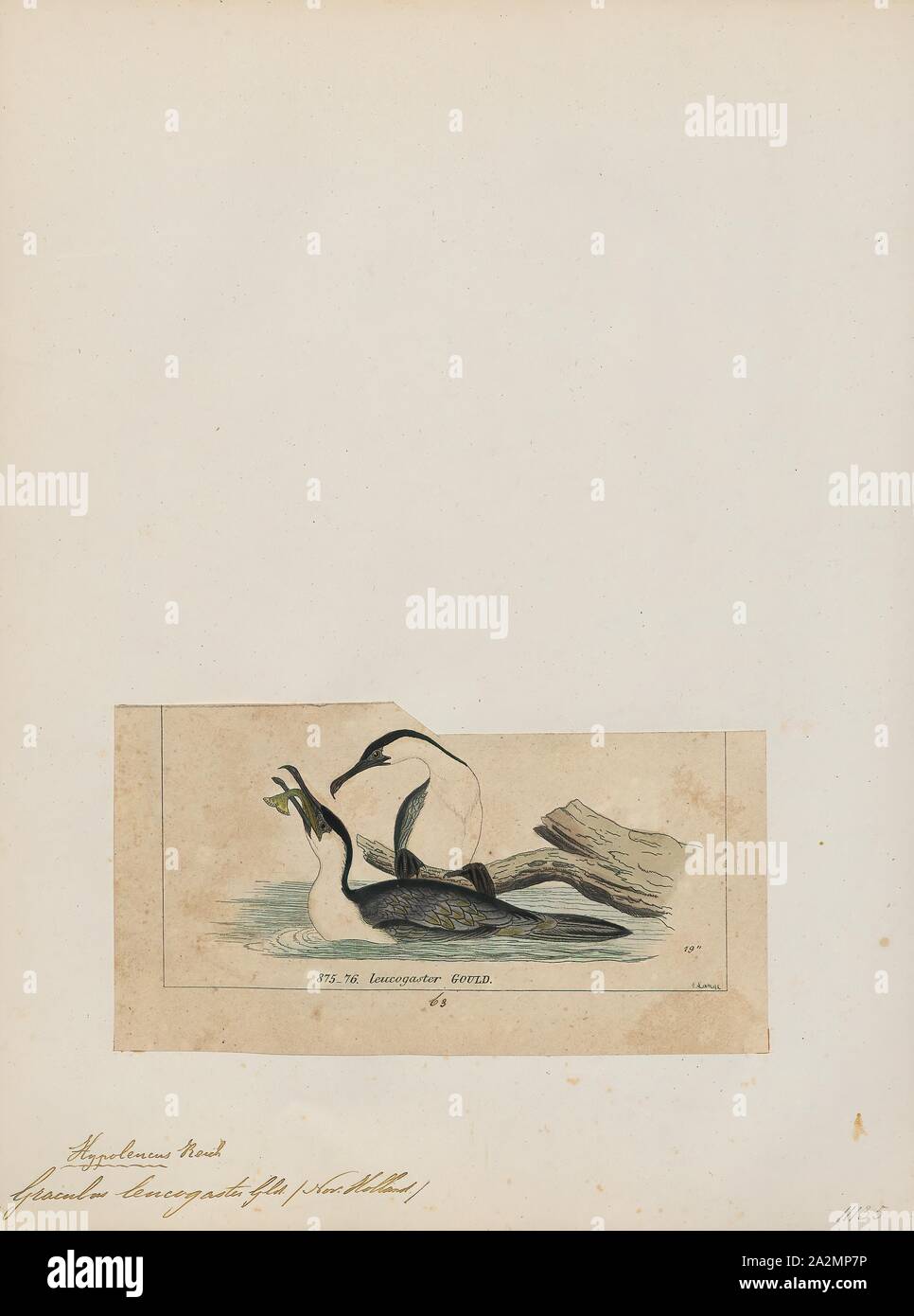 Graculus leucogaster, Print, 1845-1863 Stock Photo - Alamy
