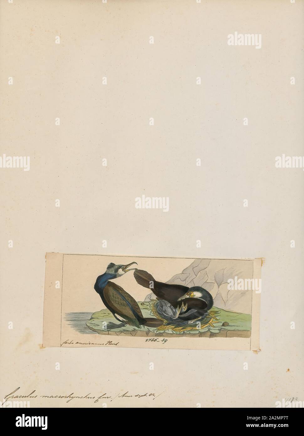 Graculus macrorhynchus hi-res stock photography and images - Alamy