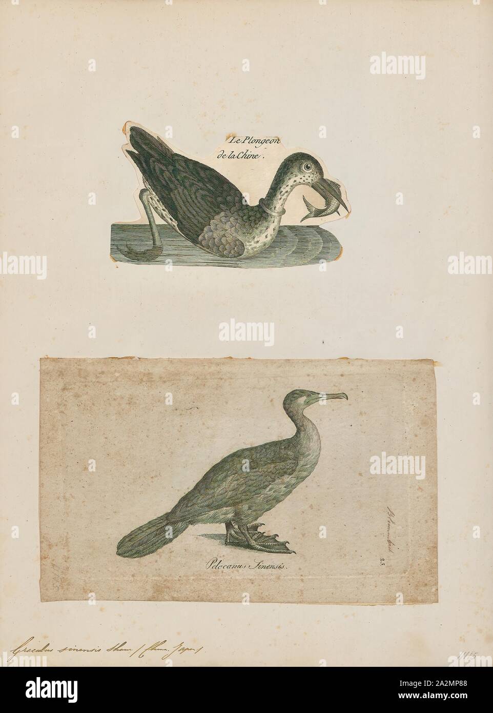 Graculus sinensis hi-res stock photography and images - Alamy