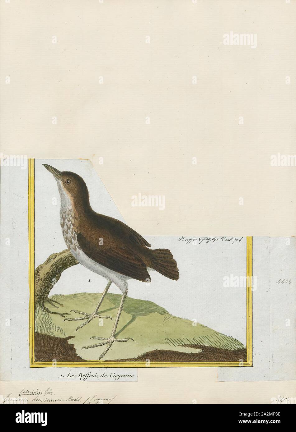 Brevicauda High Resolution Stock Photography and Images - Alamy