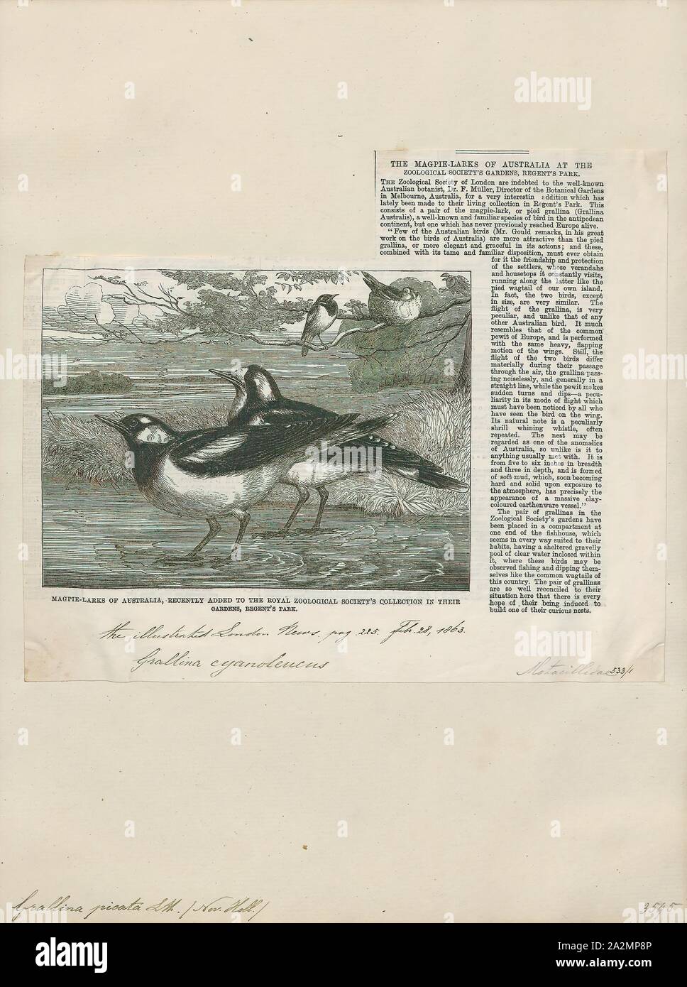 Parvorder hi-res stock photography and images - Alamy