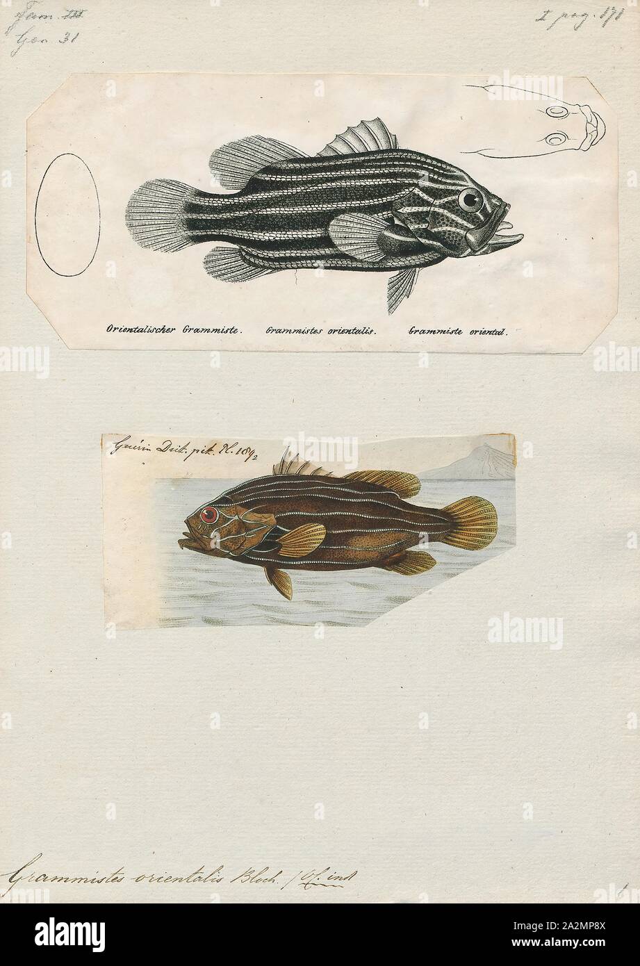 Grammistes High Resolution Stock Photography and Images - Alamy