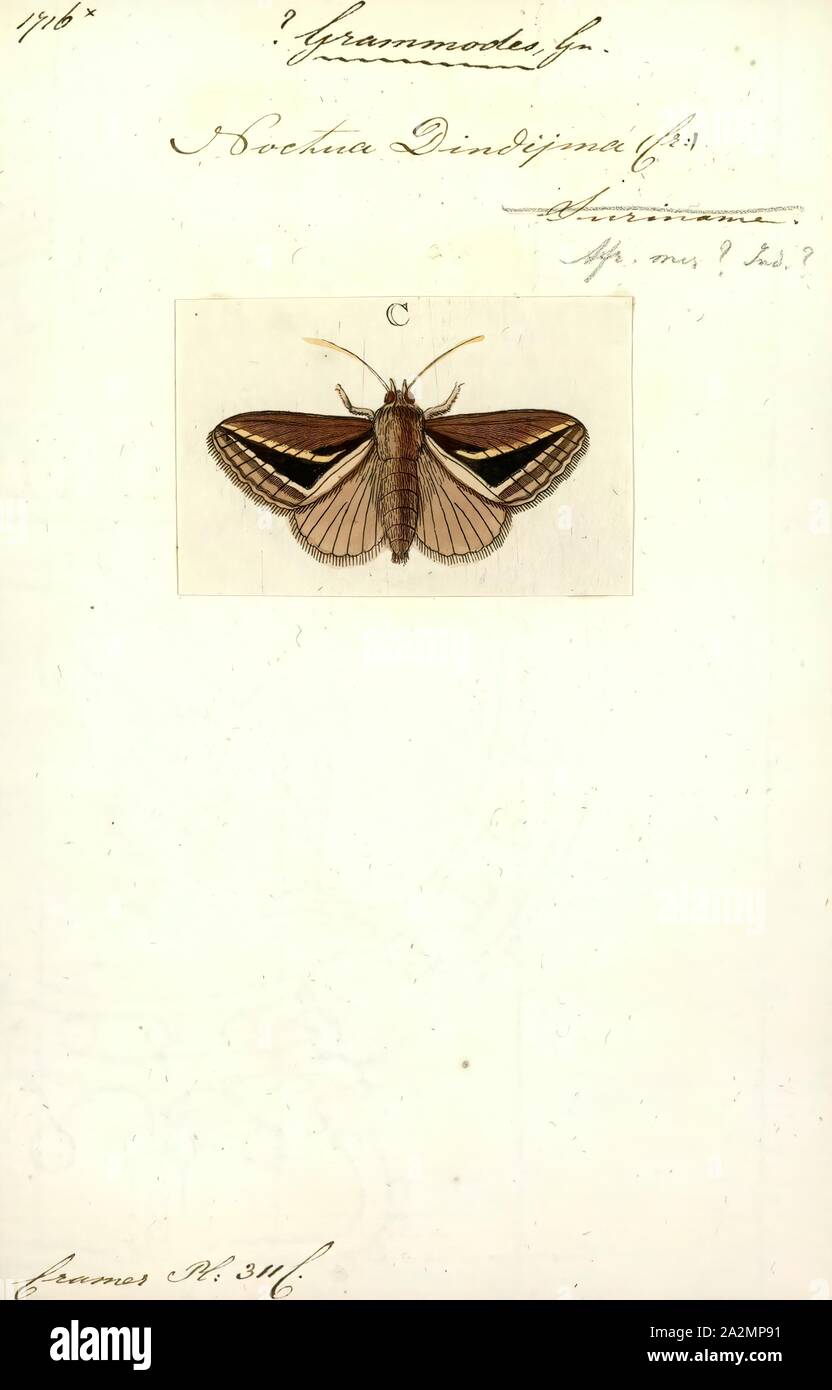 Grammodes hi-res stock photography and images - Alamy