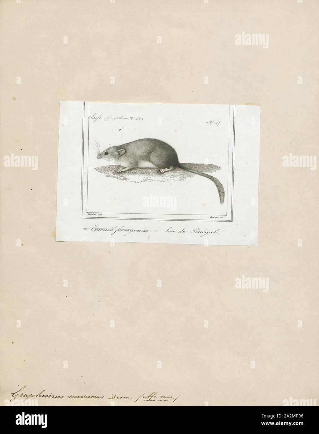 Graphiurus murinus, Print, The woodland dormouse (Graphiurus murinus ...