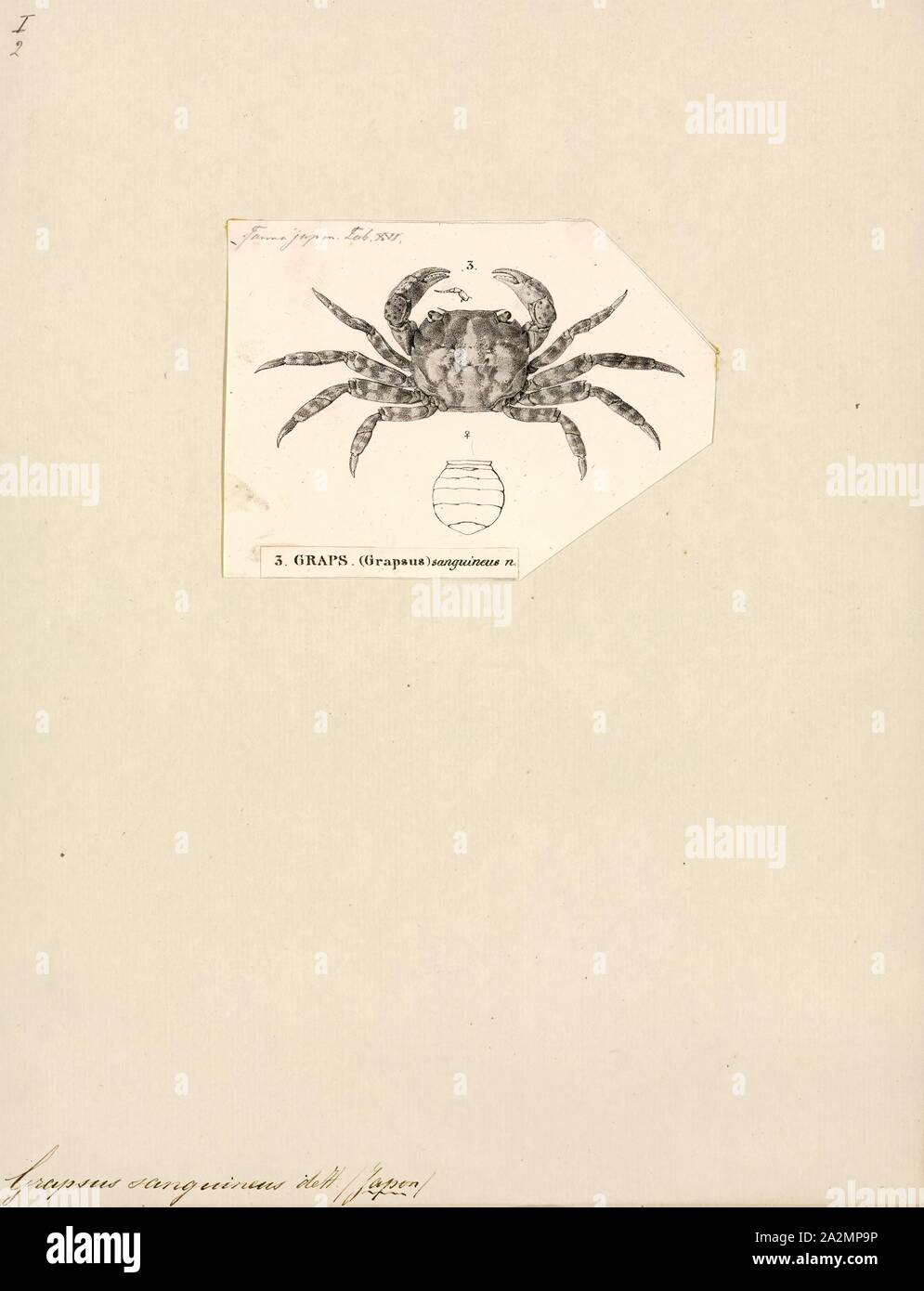 Grapsus sanguineus hi-res stock photography and images - Alamy