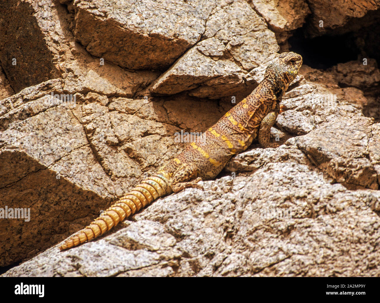 Ornate Mastigure Uromastyx Ornata High Resolution Stock Photography and ...