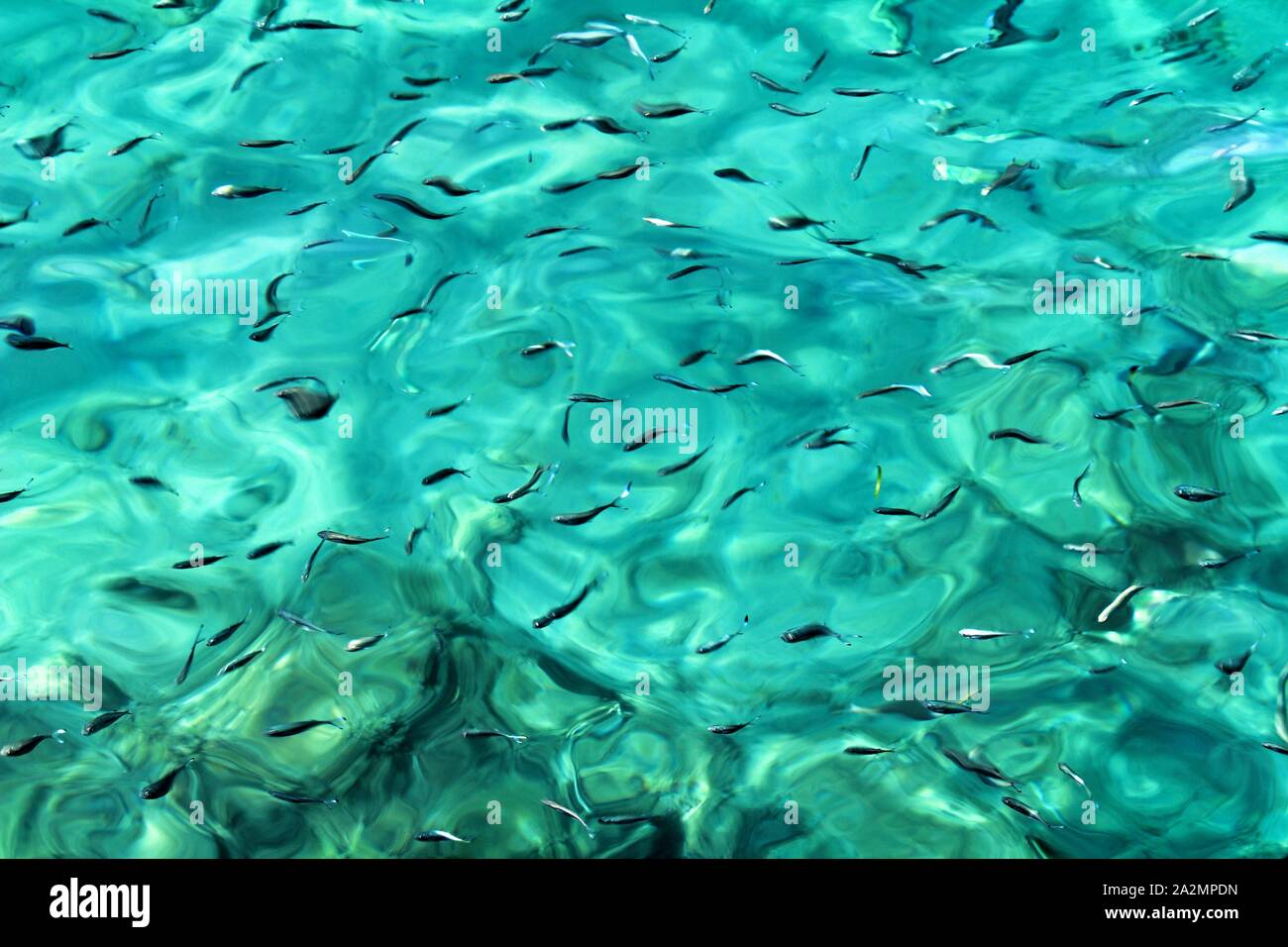 Little fish swimming in blue crystal clear water Stock Photo - Alamy
