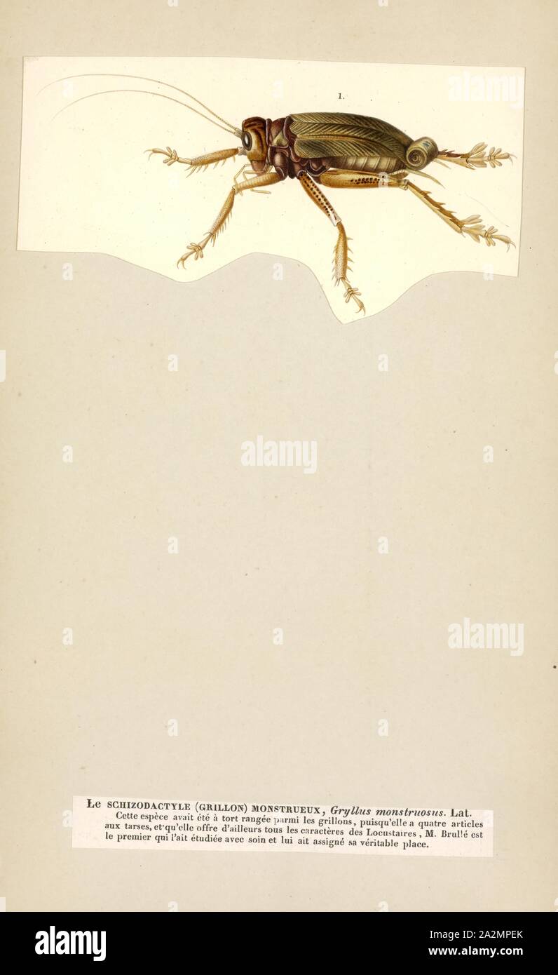 Gryllidae hi-res stock photography and images - Alamy