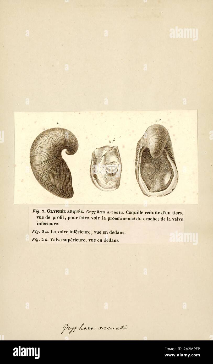 Extinct species hi-res stock photography and images - Alamy