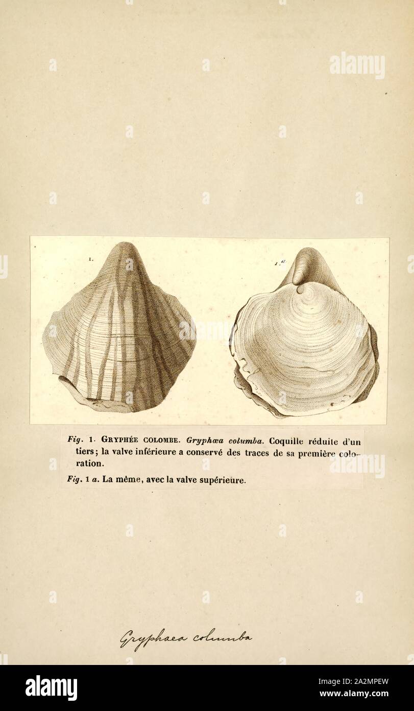 Gryphaea columba, Print, Gryphaea, common name devil's toenails, is a ...