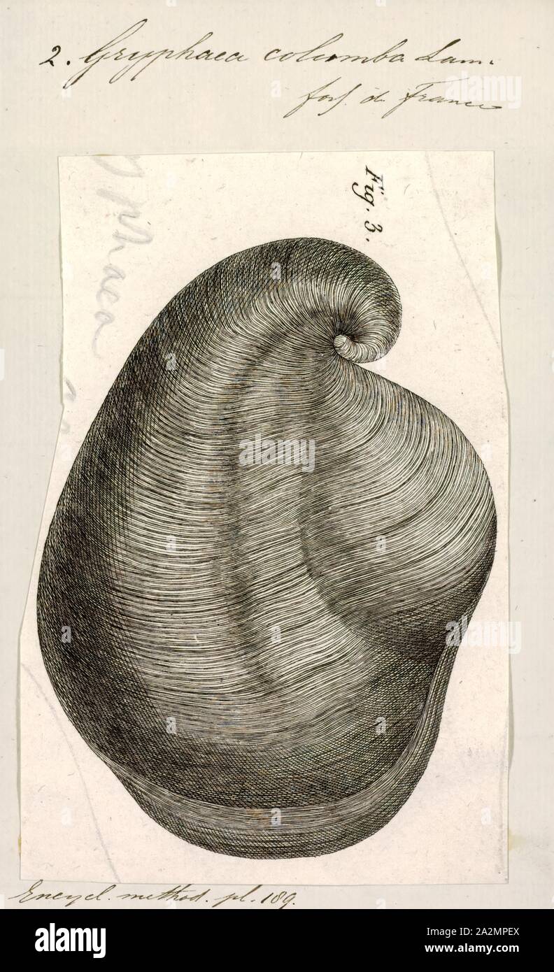 Gryphaea columba, Print, Gryphaea, common name devil's toenails, is a ...