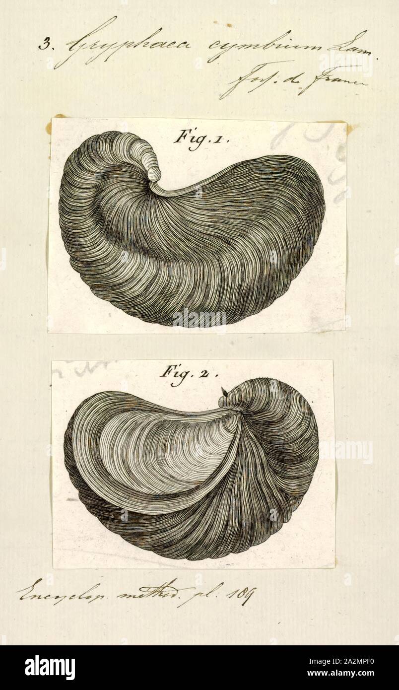 Gryphaea cymbium, Print, Gryphaea, common name devil's toenails, is a ...
