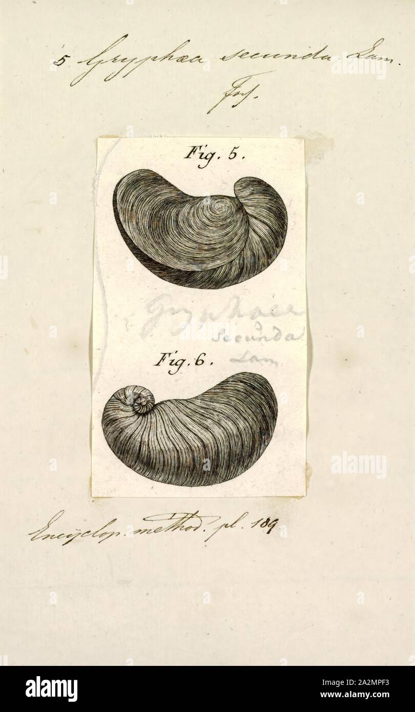 Gryphaea secunda, Print, Gryphaea, common name devil's toenails, is a ...