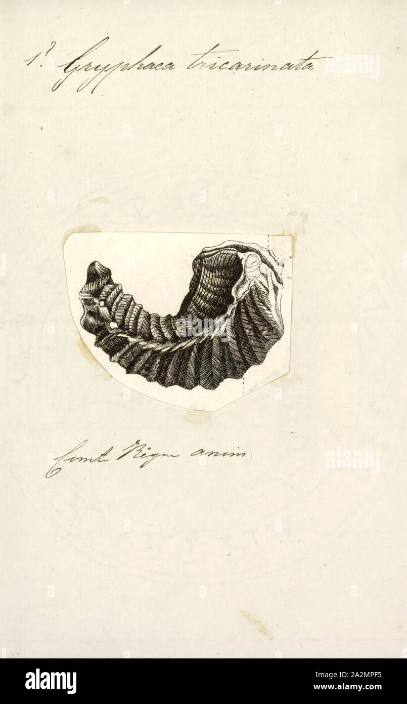 Gryphaea tricarinata, Print, Gryphaea, common name devil's toenails, is ...