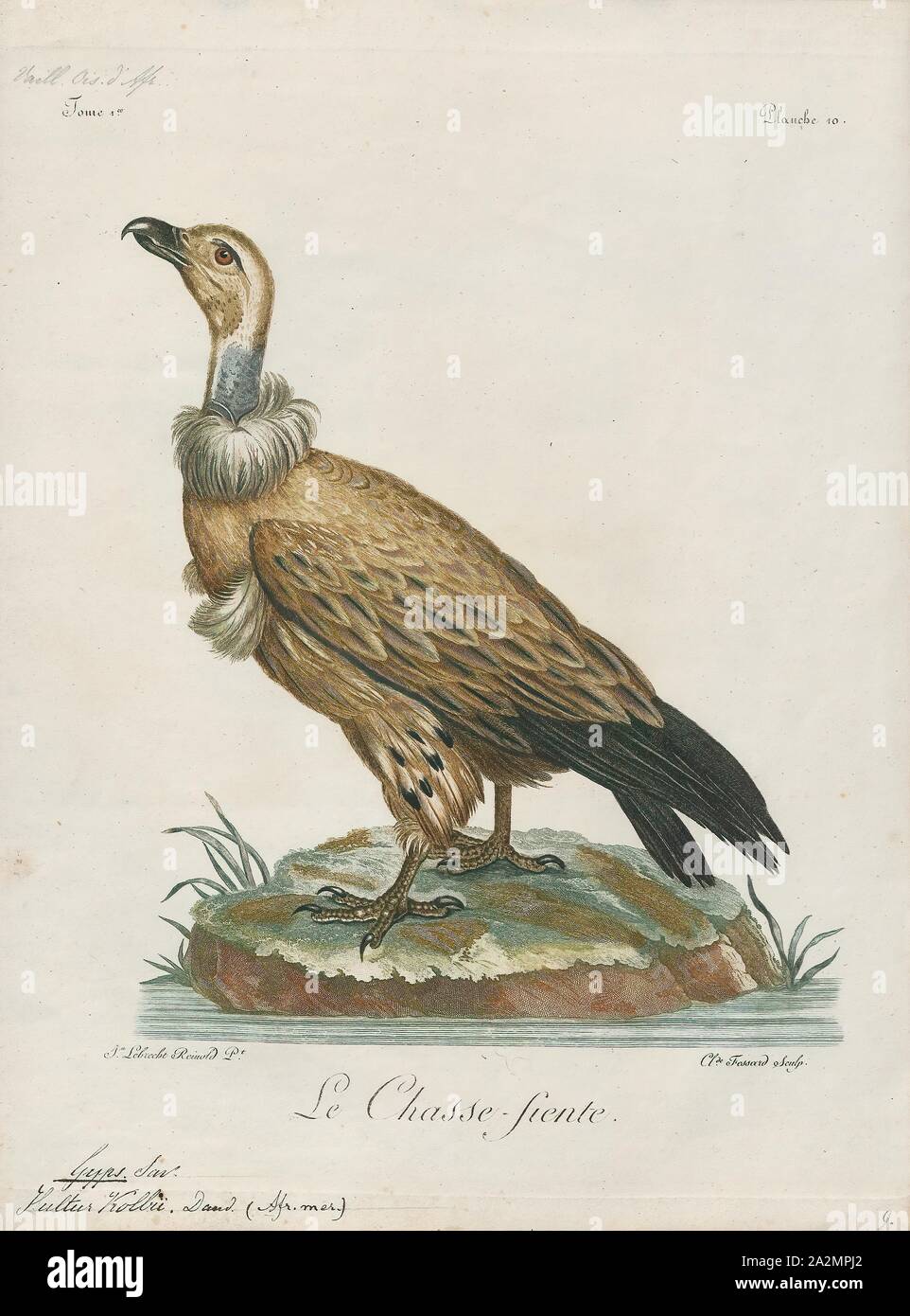 Marie jules cesar savigny hi-res stock photography and images - Alamy