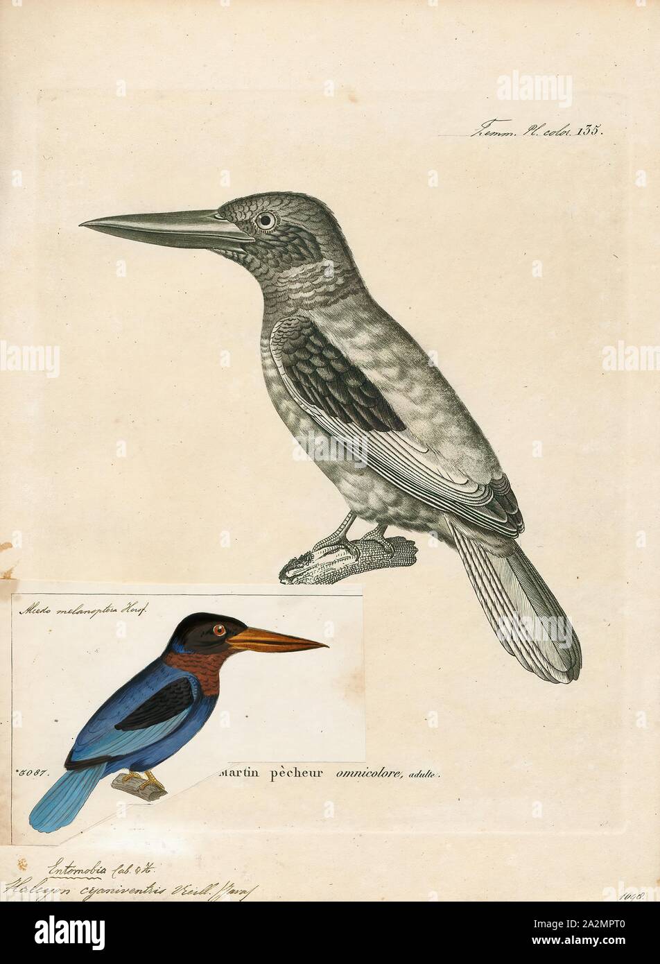 Halcyon cyaniventris hi-res stock photography and images - Alamy