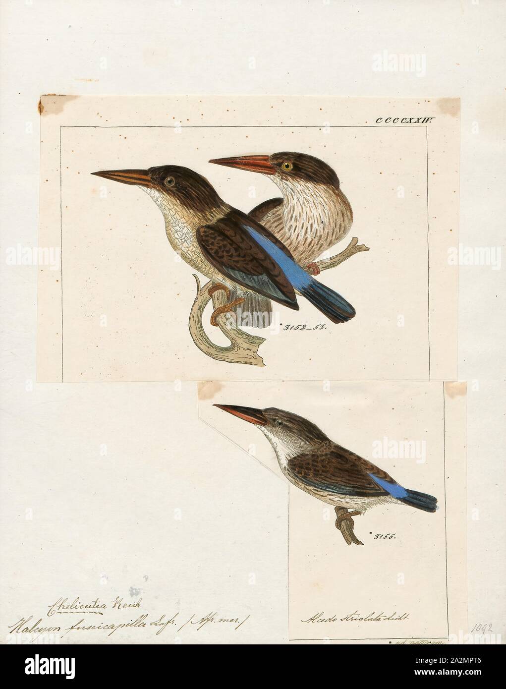 Subfamily halcyoninae hi-res stock photography and images - Alamy