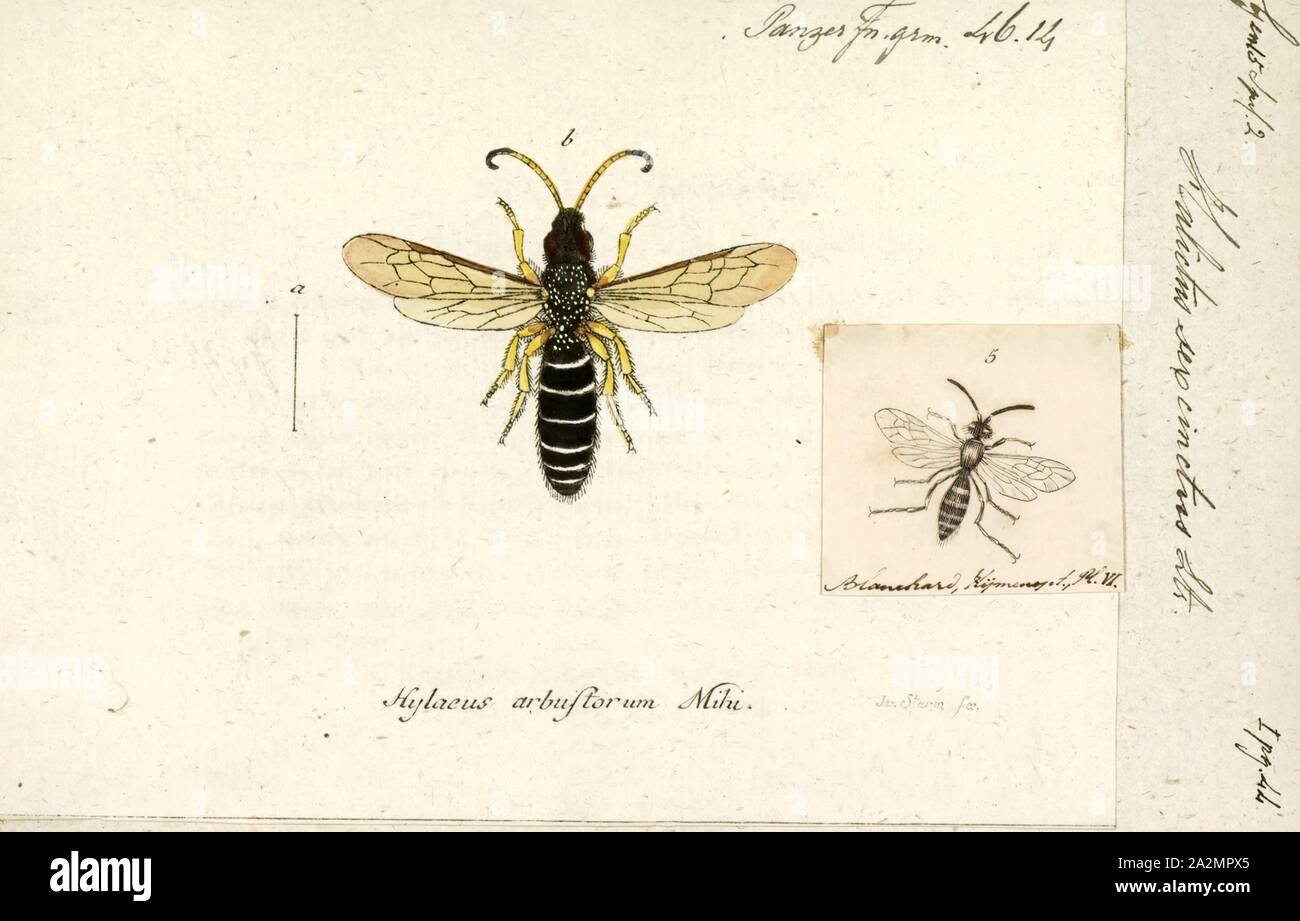 15 subgenera hi-res stock photography and images - Alamy