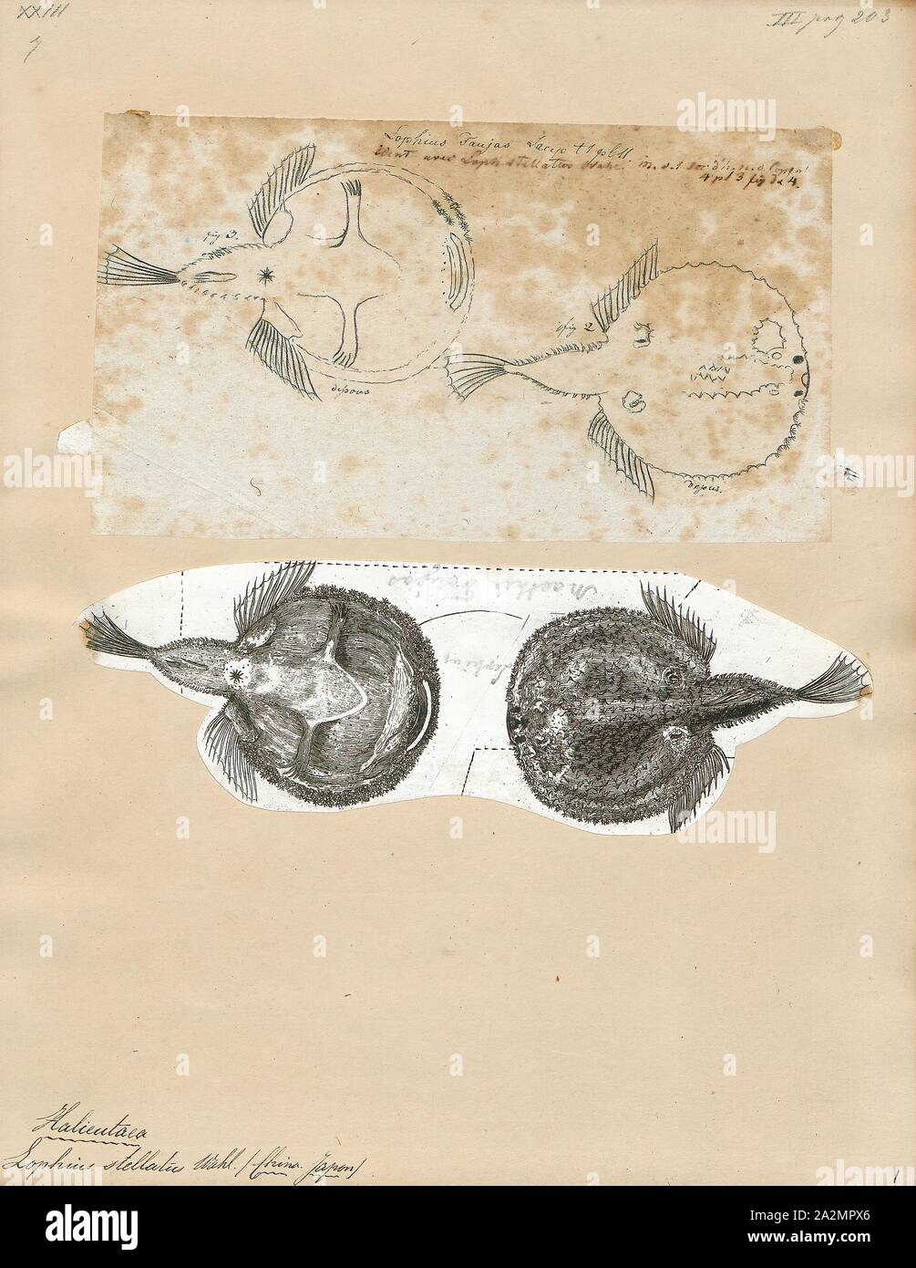 Halieutaea stellata hi-res stock photography and images - Alamy