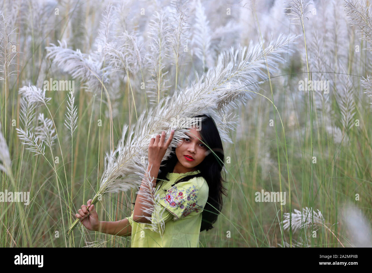 Kash phul hi-res stock photography and images - Alamy