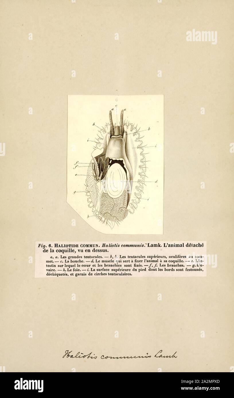 Abalone family hi-res stock photography and images - Alamy