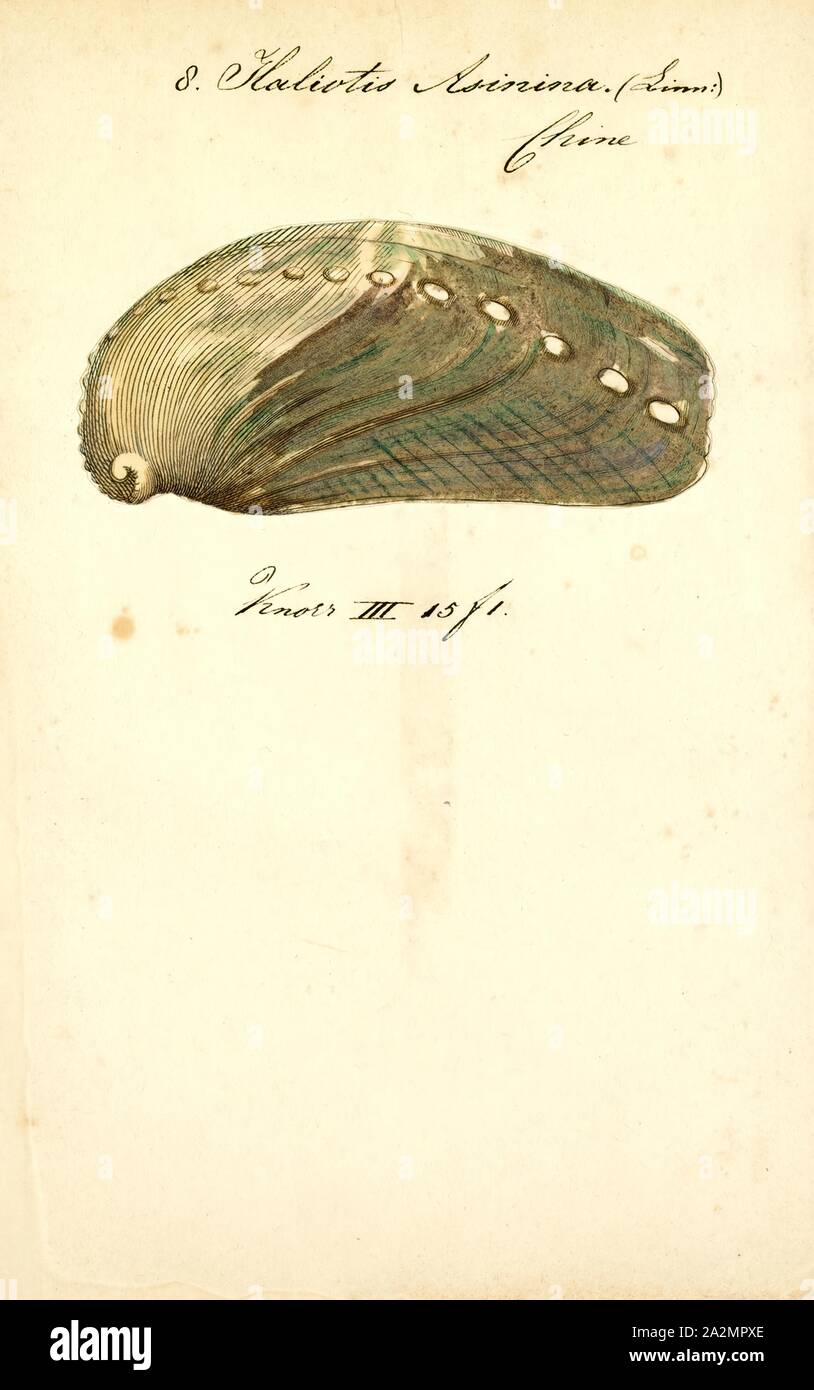 Haliotis asinina, Print, Haliotis asinina, common name the ass's-ear ...