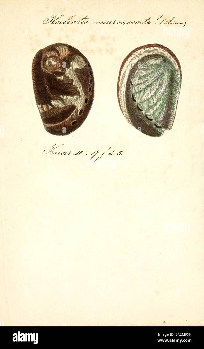 Family haliotidae hi-res stock photography and images - Alamy