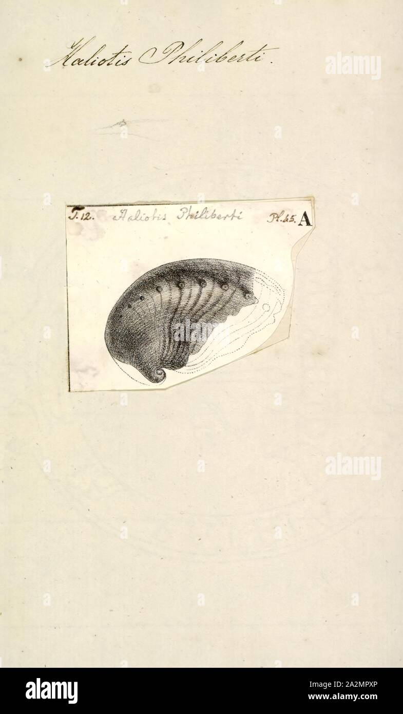 Haliotis philiberti hi-res stock photography and images - Alamy