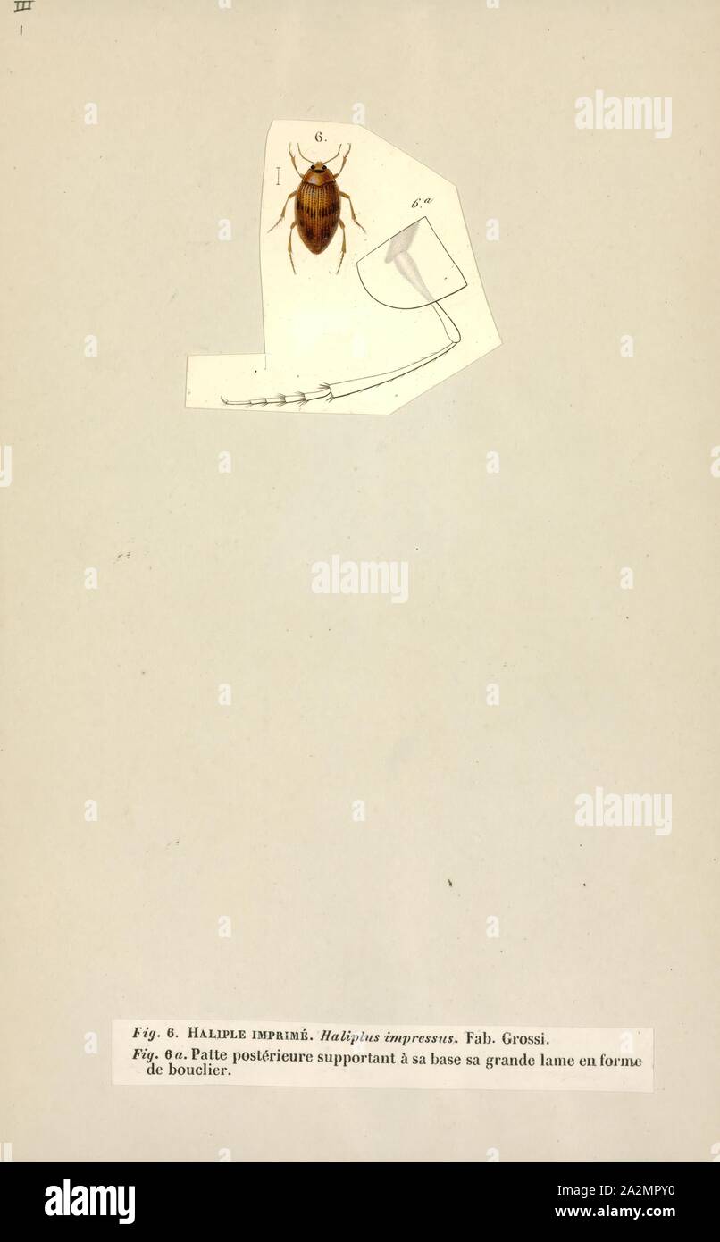 Haliplus, Print, Haliplus is a genus of crawling water beetles in the ...