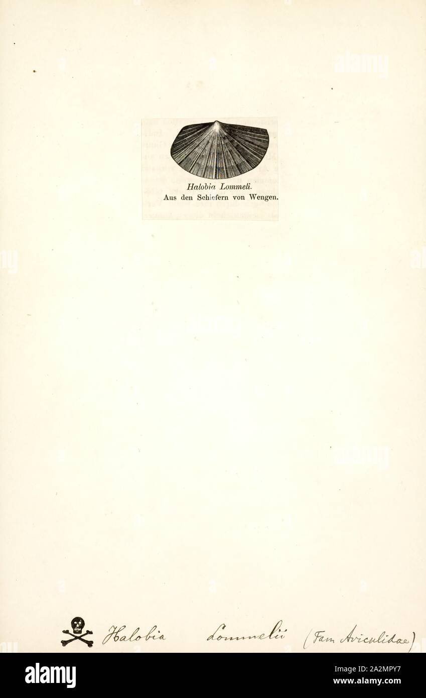 Halobia hi-res stock photography and images - Alamy