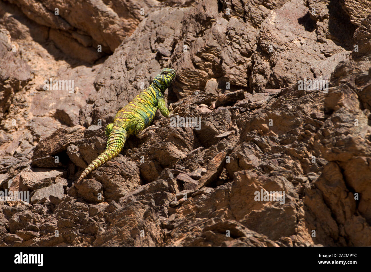 male of Uromastyx ornata- ornate mastigure Ornate Mastigure - Uromastyx ...