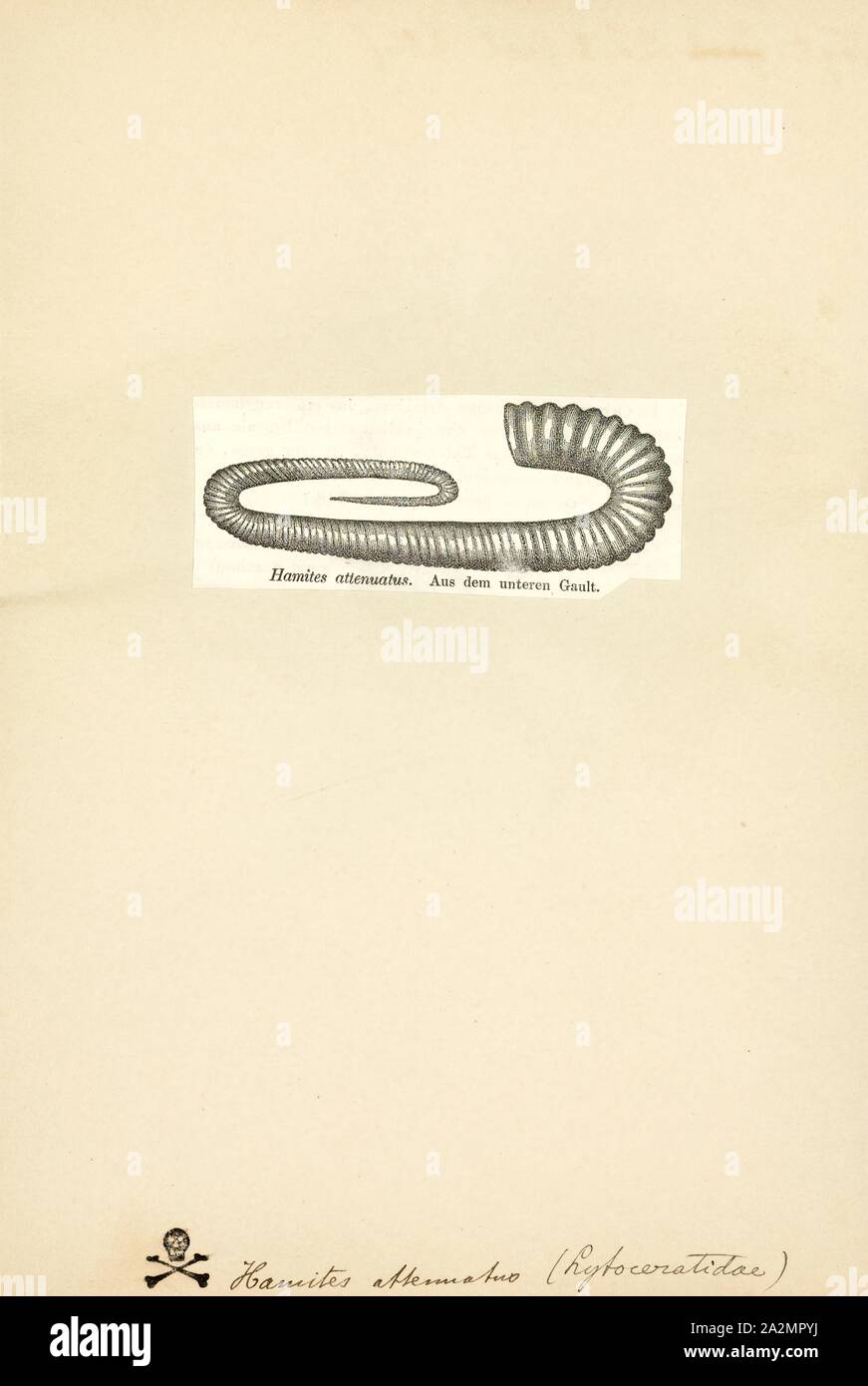 Hamites hi-res stock photography and images - Alamy